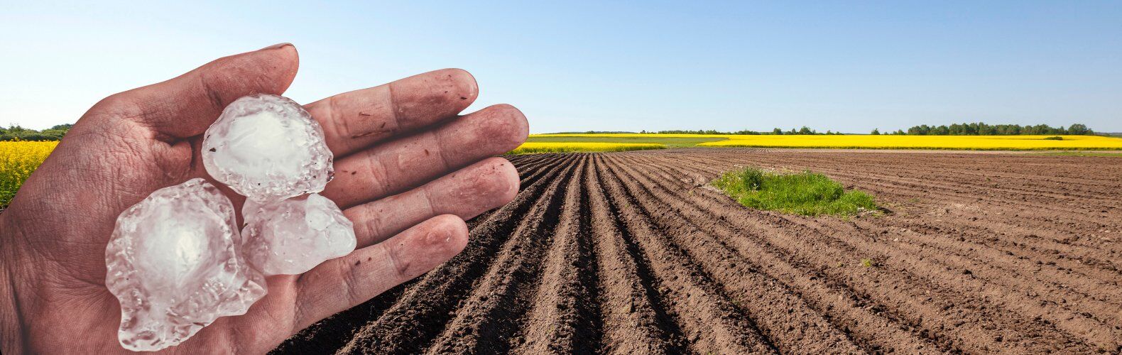 Hail Insurance | Farm Insurers | Harvard Western Insurance